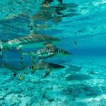 Toa Boat Bora Bora Private Lagoon tour On Ambassador Boat - The Itinerary: What Makes It Special