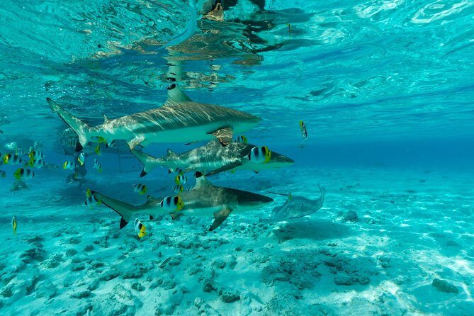 Toa Boat Bora Bora Private Lagoon tour On Ambassador Boat - The Itinerary: What Makes It Special