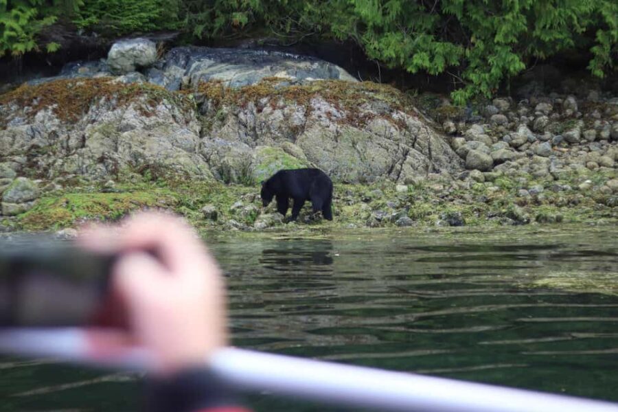 Tofino: Bear Watching Boat Tour with Nature Guide - Authentic Encounters: What You Really Get