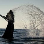 Tofino: Covered Boat Winter Wildlife Watching Tour - What to Expect in Terms of Comfort and Logistics