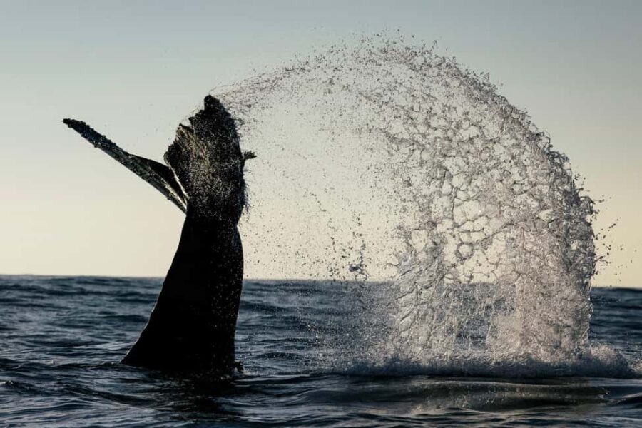 Tofino: Covered Boat Winter Wildlife Watching Tour - What to Expect in Terms of Comfort and Logistics