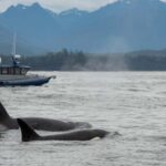 Tofino: Whale Watching Tour with Nature Guide - The Boats: Zodiac vs. Covered Vessel