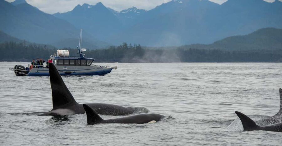 Tofino: Whale Watching Tour with Nature Guide - The Boats: Zodiac vs. Covered Vessel