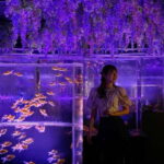 Tokyo: Art Aquarium Museum GINZA Entry Ticket - Key Points