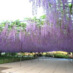 Tokyo: Ashikaga Flower Park with Entry Ticket - The Sum Up: Who Should Consider This Tour?