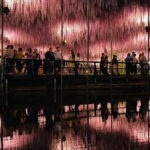 Tokyo: Ashikaga Flower Park with Entry Ticket - How the Day Unfolds