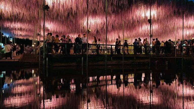 Tokyo: Ashikaga Flower Park with Entry Ticket - How the Day Unfolds