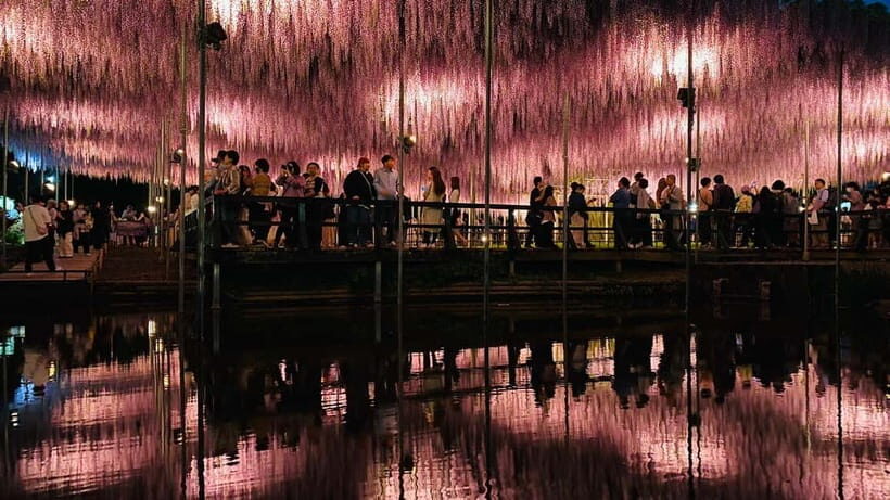 Tokyo: Ashikaga Flower Park with Entry Ticket - How the Day Unfolds