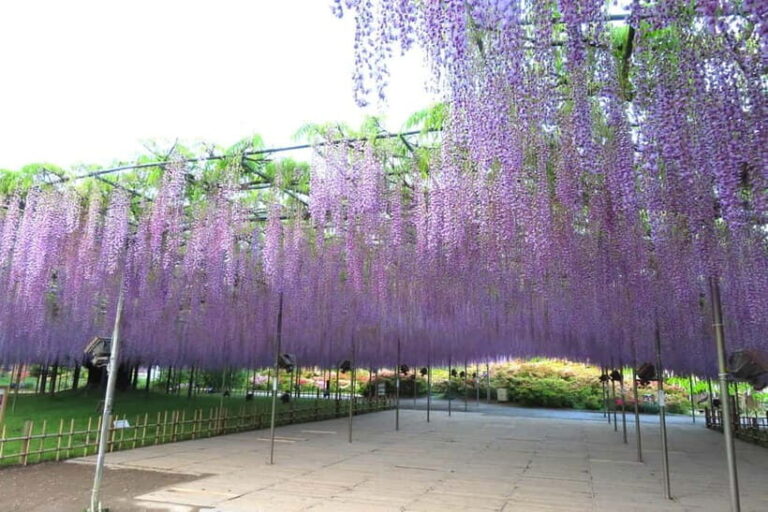 Tokyo: Ashikaga Flower Park with Entry Ticket - The Sum Up: Who Should Consider This Tour?