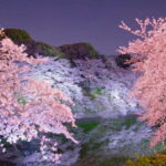 Tokyo Cherry Blossom Express Tour with Boat Ride - Who Will Love This Tour?