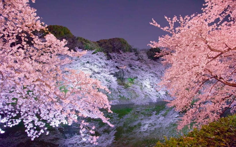 Tokyo Cherry Blossom Express Tour with Boat Ride - Who Will Love This Tour?