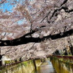 Tokyo Cherry Blossom Private Walking Tour - How the Day Unfolds
