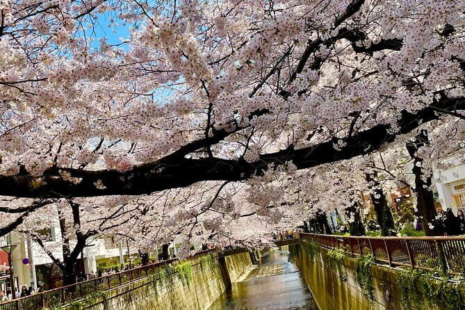Tokyo Cherry Blossom Private Walking Tour - How the Day Unfolds