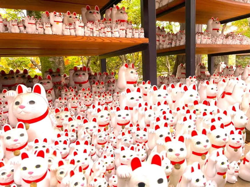 Tokyo: Gotokuji Lucky Cat Temple & Harajuku Shibuya Cat Café - Why We Think This Tour Is Special