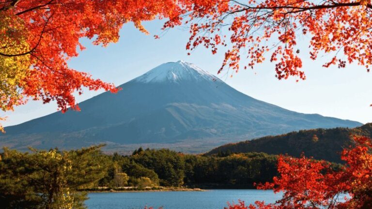 Tokyo: Mt. Fuji Hidden Gems and Aokigahara Forest Tour - Transport & Logistical Details