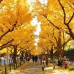 Tokyo Self-Guided Audio Tour - The Practicalities: What You Need to Know