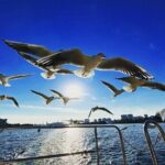 Tokyo Water Taxi Heritage Tour - Final Thoughts: Is This Tour for You?