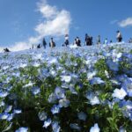 Tokyo:Hitachi seaside Park/Oarai isosaki shrine private tour - How This Tour Balances Value and Authenticity