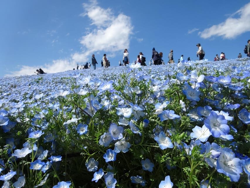Tokyo:Hitachi seaside Park/Oarai isosaki shrine private tour - How This Tour Balances Value and Authenticity