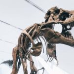 Toronto: Royal Ontario Museum Scavenger Hunt - The Itinerary: What You Can Expect