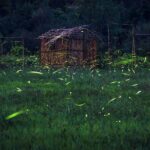 Totláli fireflies sighting - Key Points