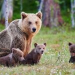 Tour of Elephant Conservation and Bear Rescue Center From Agra - FAQ