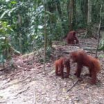 TOUR PACKAGE (jungle trekking, taxi, Room) 4 DAYS 3 NIGHTS in BUKIT LAWANG - Detailed Breakdown of the Itinerary