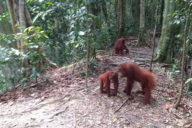 TOUR PACKAGE (jungle trekking, taxi, Room) 4 DAYS 3 NIGHTS in BUKIT LAWANG - Detailed Breakdown of the Itinerary