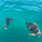 Townsville: Magnetic Island Snorkeling by Jet Ski - Jet Skiing: Power and Fun on the Water