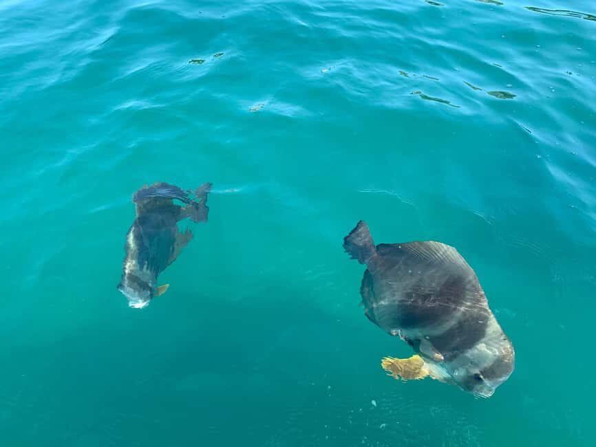 Townsville: Magnetic Island Snorkeling by Jet Ski - Jet Skiing: Power and Fun on the Water