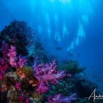 Townsville or Magnetic Island: Yongala Wreck Dive Day Trip - Who is This Tour Best For?