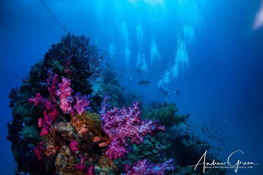 Townsville or Magnetic Island: Yongala Wreck Dive Day Trip - Who is This Tour Best For?