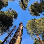 Transformative Outdoor Day Retreat Among the Giant Sequoias - Authentic Perspectives from Participants