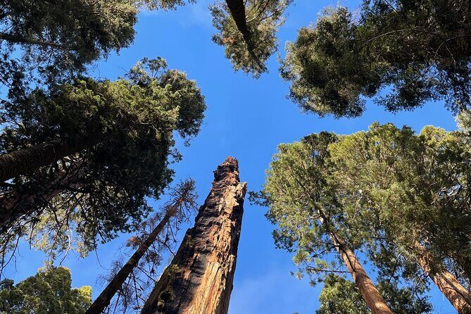 Transformative Outdoor Day Retreat Among the Giant Sequoias - Authentic Perspectives from Participants