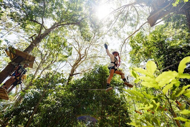 TreeTop Challenge Currumbin Wildlife Park - The Experience in Detail
