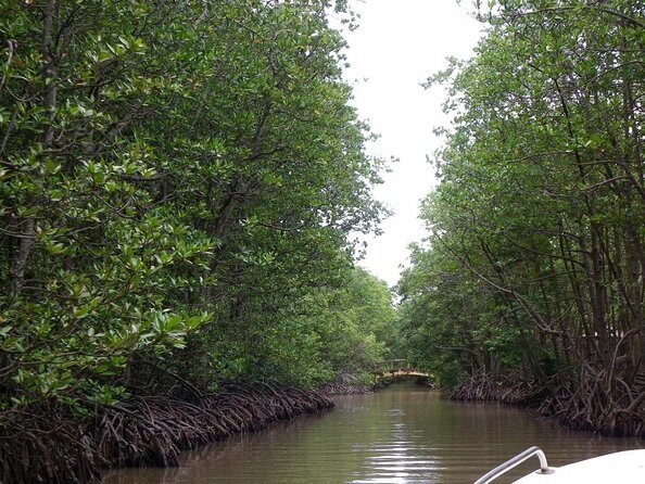 Trek Can Gio Mangrove, Monkey Island with Croc Farm & Cano Option - Who Will Love This Tour?