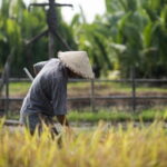 Tributaries and Rice: My Tho meets the Mekong - Authenticity and Value: What Reviewers Say