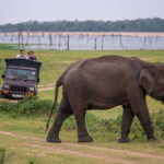 Trincomalee to Sigiriya:Rural Village Tour & Elephant Safari - Practical Details and Value