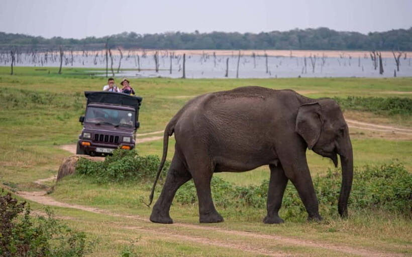 Trincomalee to Sigiriya:Rural Village Tour & Elephant Safari - Practical Details and Value