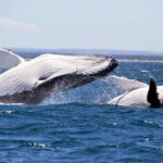 Trincomalee : Whale & dolphin watching +pigeon island tour - What Travelers Can Expect