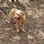 Truffle hunting experience with lunch and Chianti wine tasting - Why This Tour Works