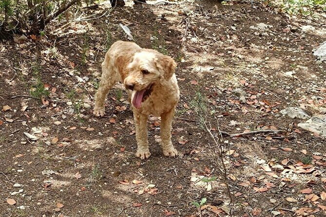 Truffle hunting experience with lunch and Chianti wine tasting - Why This Tour Works