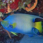Try dive in Cozumel island - The Experience from the Traveler’s Perspective