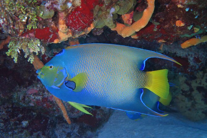 Try dive in Cozumel island - The Experience from the Traveler’s Perspective