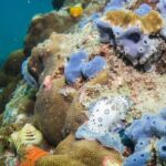 Try Scuba Diving 2 Dives Bang Bao - The Itinerary: An Authentic Dive Day