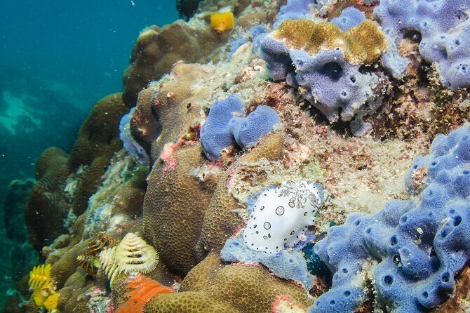 Try Scuba Diving 2 Dives Bang Bao - The Itinerary: An Authentic Dive Day