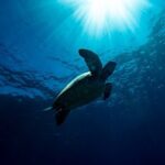 Try Scuba Diving at Cook Island  Guided Ocean Dive with Turtles - The Practicalities: What to Know Before Booking