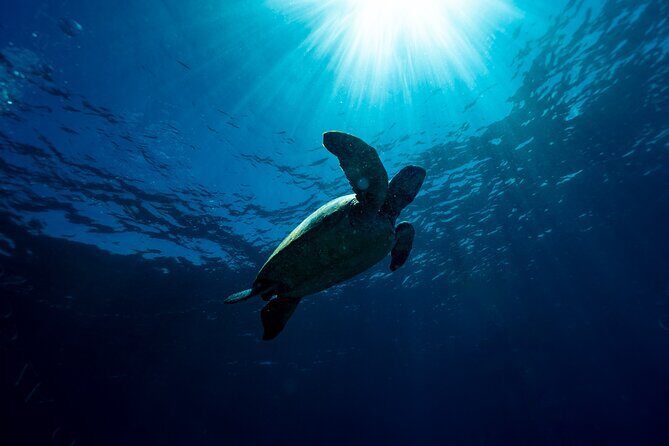 Try Scuba Diving at Cook Island  Guided Ocean Dive with Turtles - The Practicalities: What to Know Before Booking