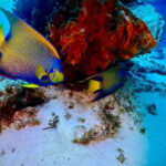 Tulum: 2 Tank Reef Diving - A Detailed Breakdown of the Itinerary