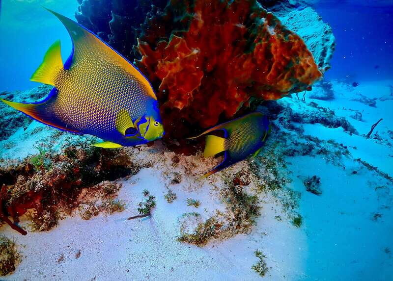 Tulum: 2 Tank Reef Diving - A Detailed Breakdown of the Itinerary